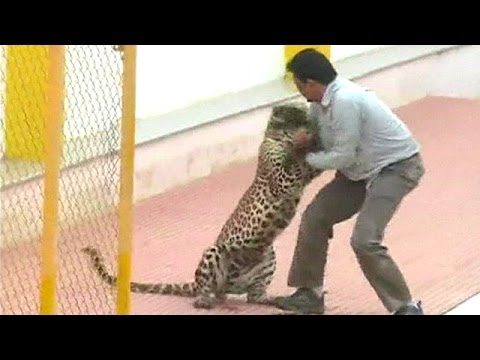 Macan tutul 'ngamuk' di satu sekolah di India