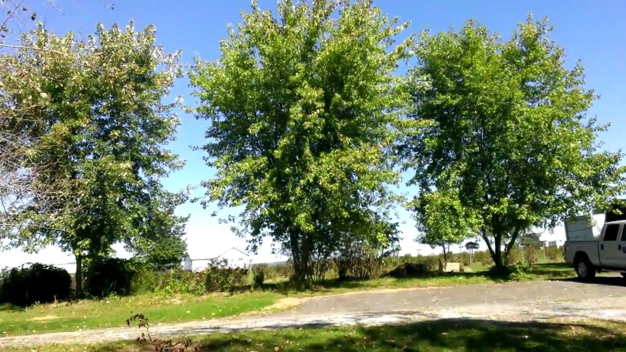 Tops of Trees Displaying Stunted Growth - YouTube