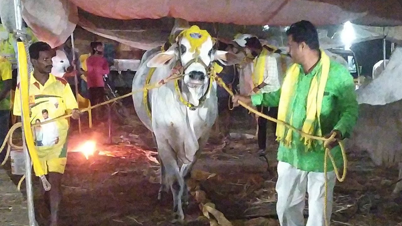 RK Bulls Simha Narasimha Unstoppable Pair 3600Ft In Kunchanapalli Bull ...