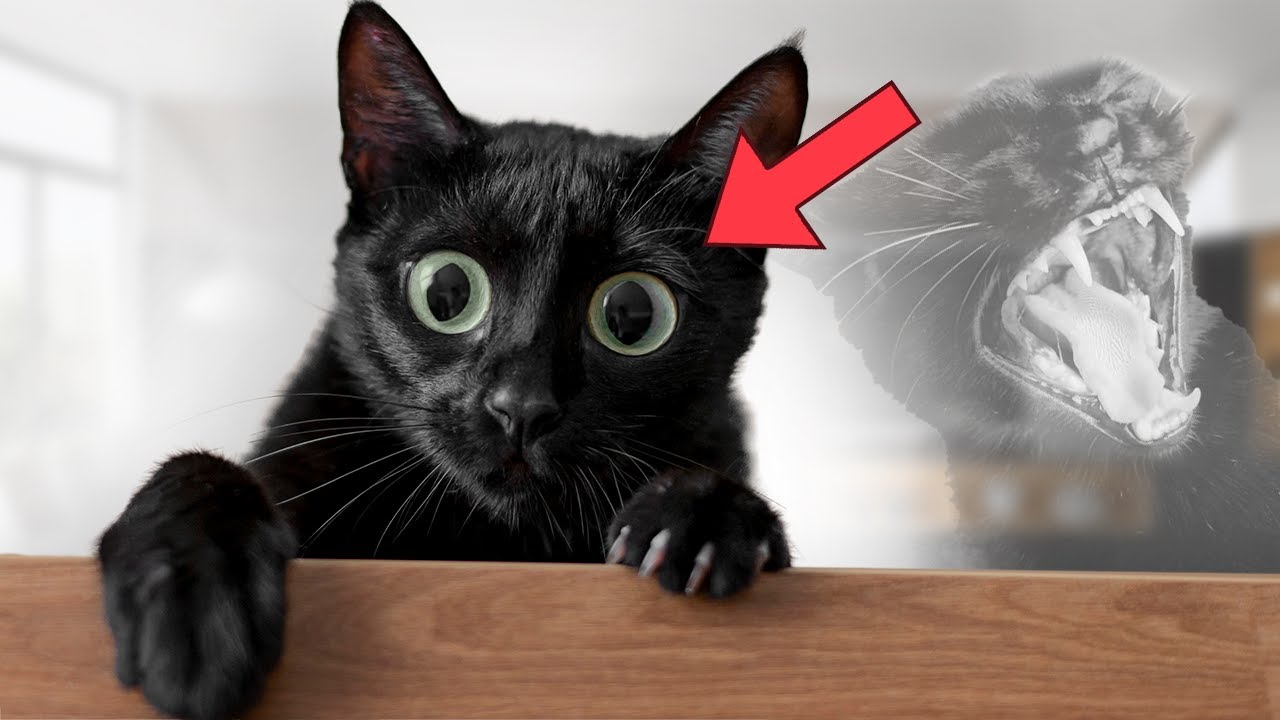 10 KOOKY Cat Behaviors And What They Mean - YouTube