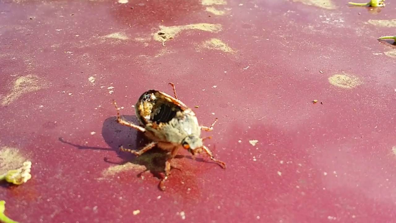 INCREDIBLE,CRAZY UNBELEIVABLE REAL ZOMBIE INSECT WALKING!!! - YouTube