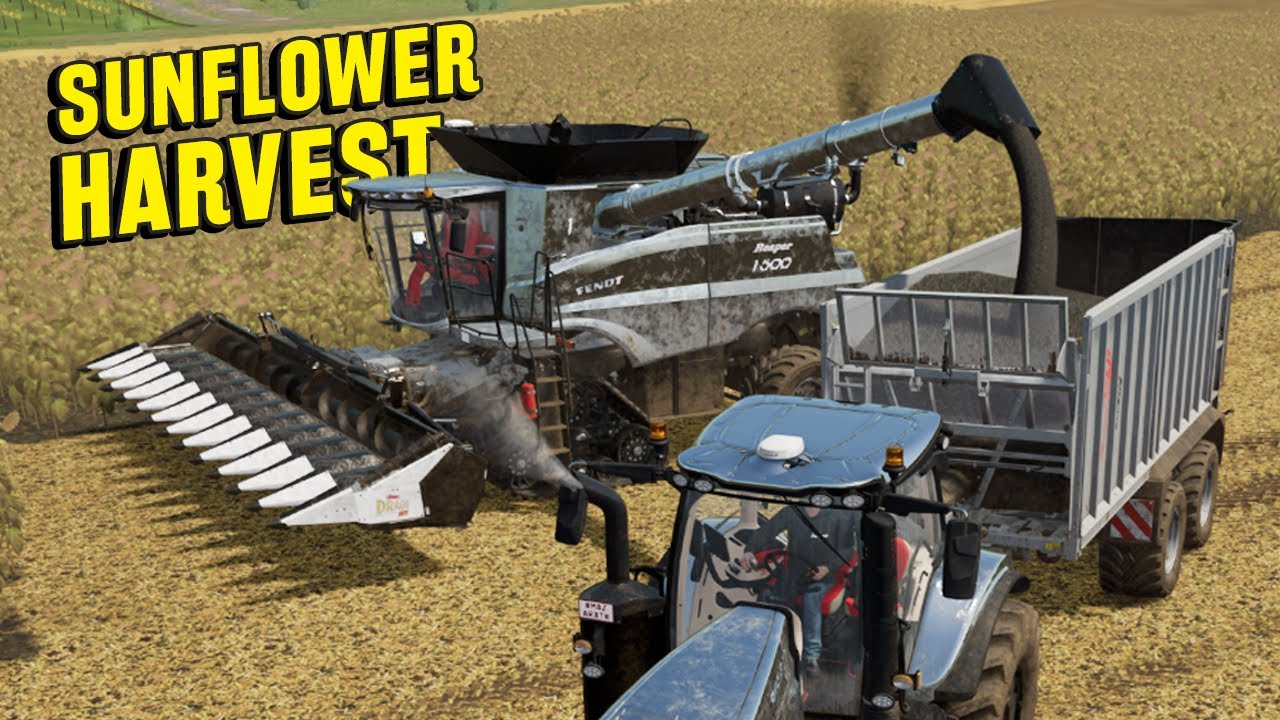 Sunflower Harvest | Lizard Reaper 2000 Harvester | Farming Simulator 22 ...