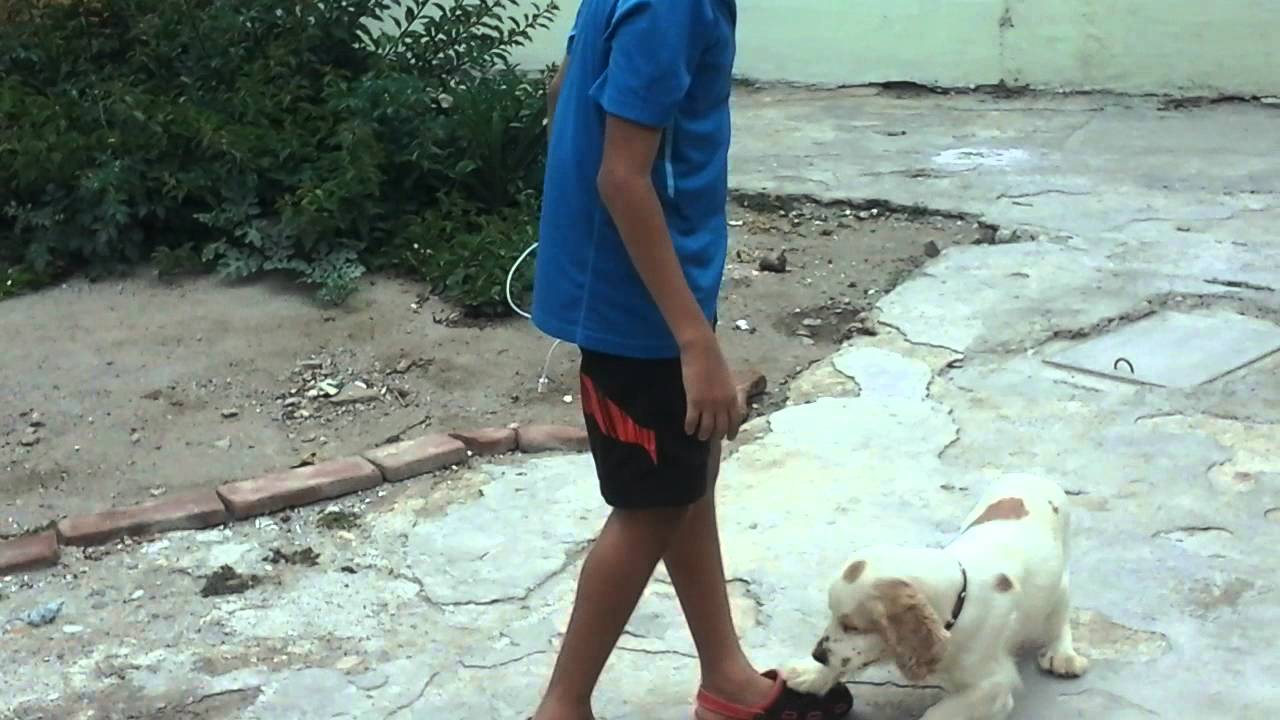 Perro montando - YouTube