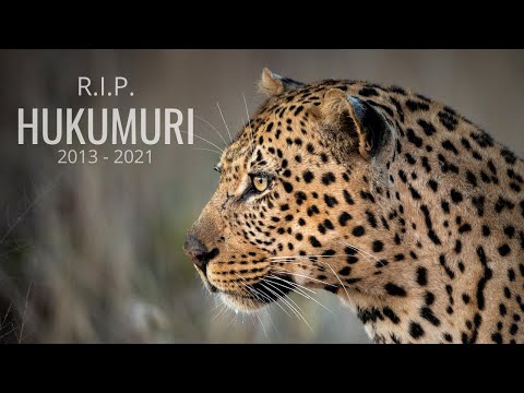 A personal tribute to HUKUMURI the leopard - Rest in peace,  Big Guy!