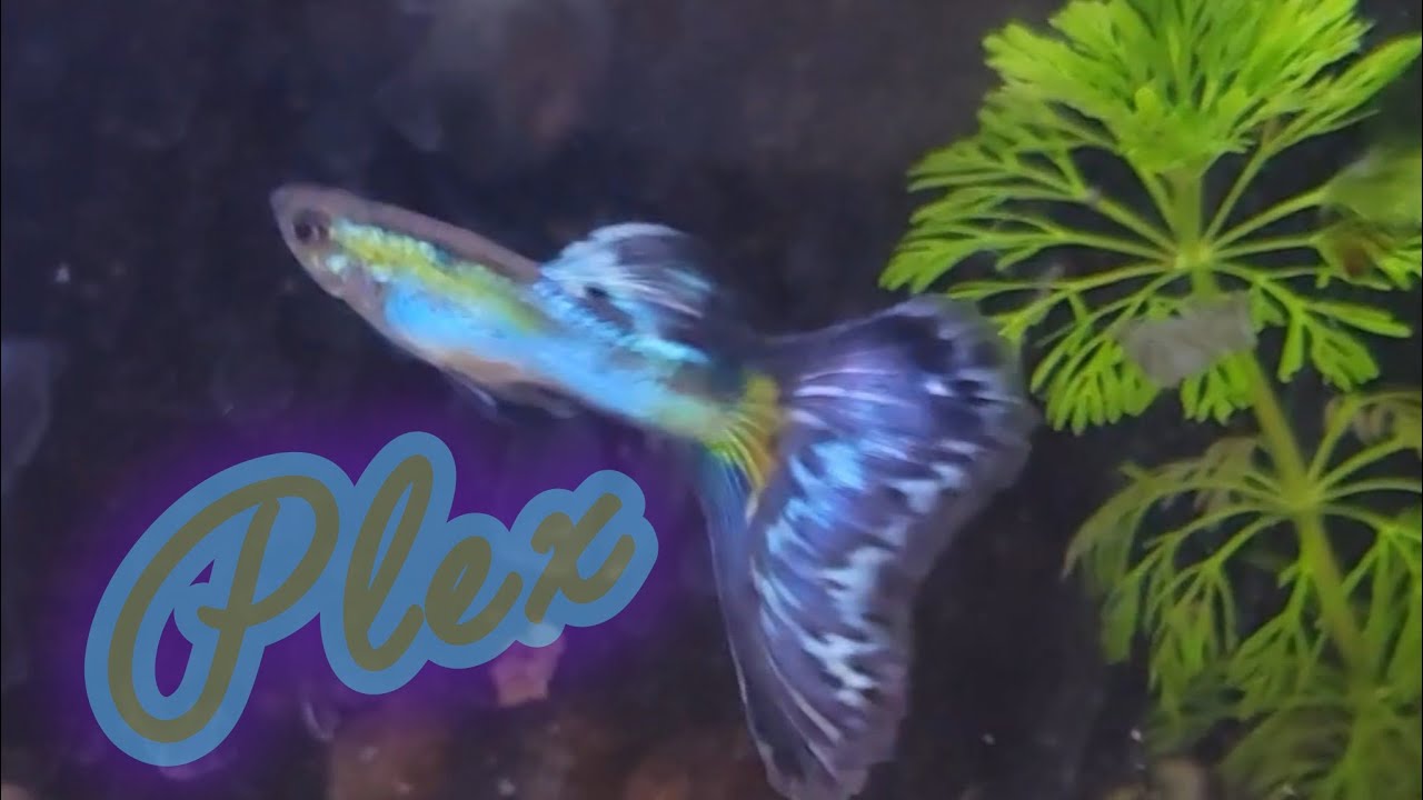 Plex and Poseidon - YouTube