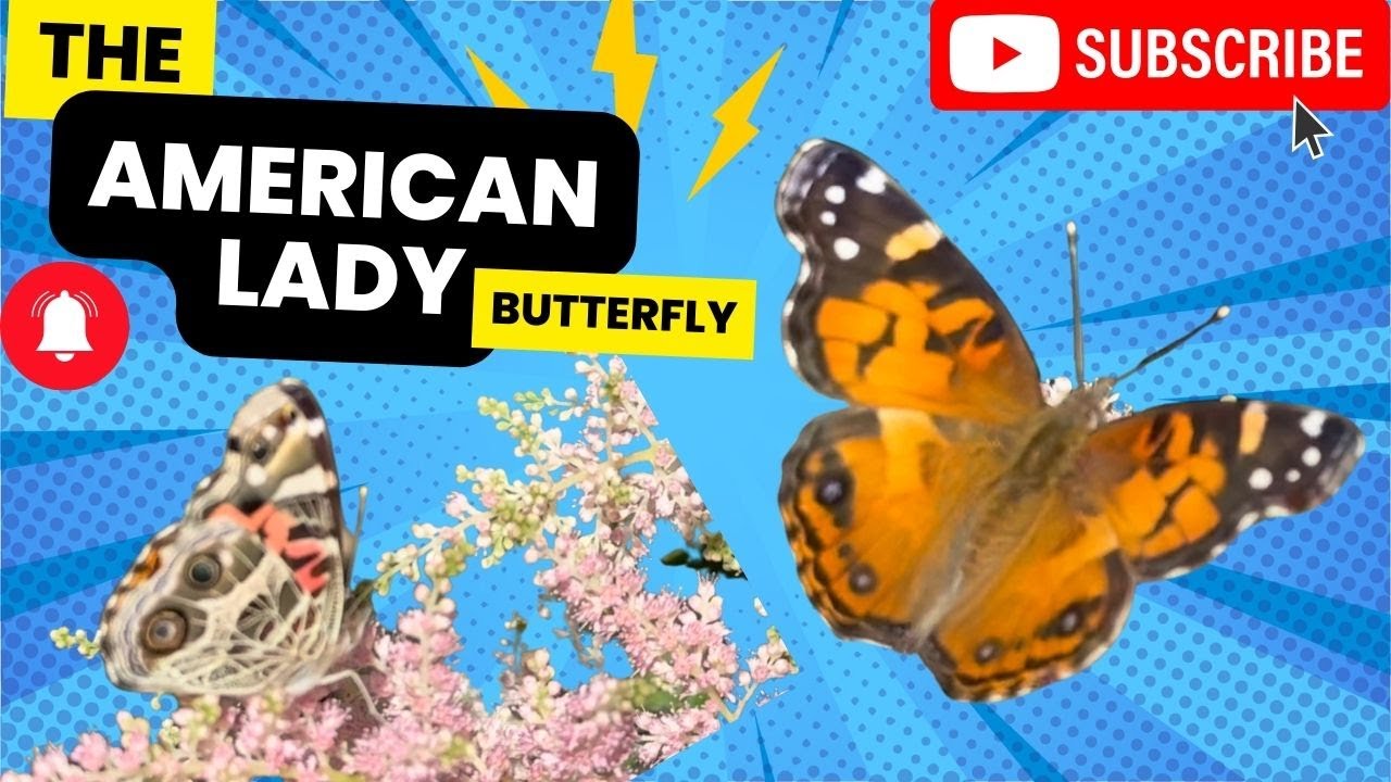 The beautful American Lady Butterfly - YouTube