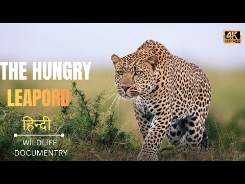 The Hungry Leapord - हिन्दी डॉक्यूमेंट्री | Wildlife documentary in Hindi