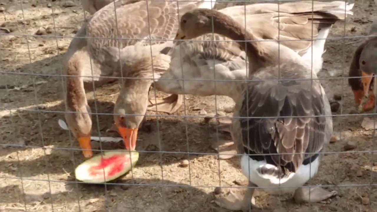 TOULOUSE GEESE THEY EAT WATERMELON IN THE BACKYARD - FARMA SKYDRA.GR ...