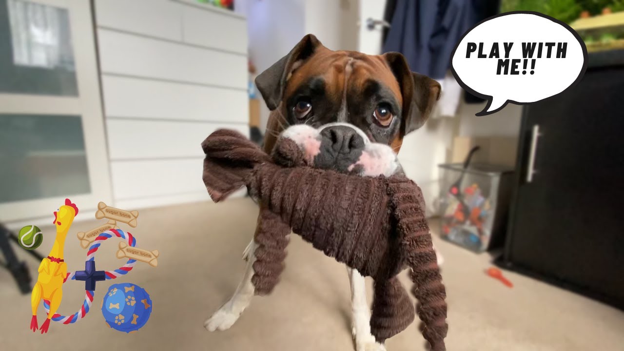 BOXER DOG PLAYING WITH A MONKEY TOY (crazy dog playing) - YouTube