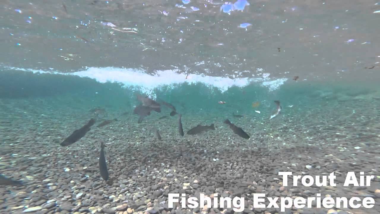 First Trout in the Pond - YouTube