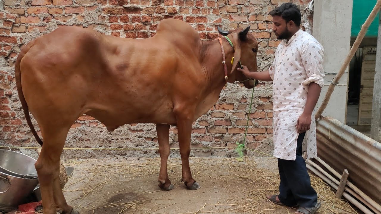 biggest bulls in Hyderabad | pure deoni bulls bade janwar in gaulipura ...