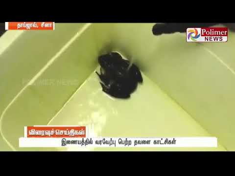 Frog makes baby crying noise - YouTube