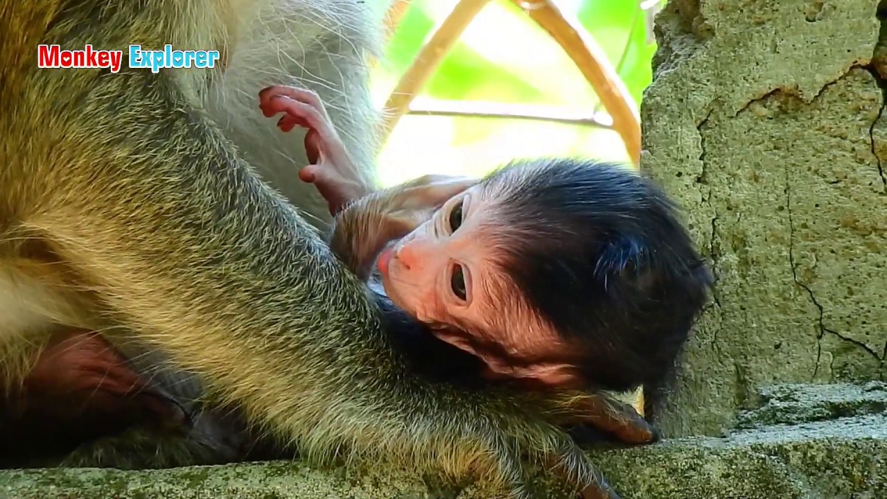 Oh, Really pitiable monkey Olivia gave birth baby BUT placenta cannot ...
