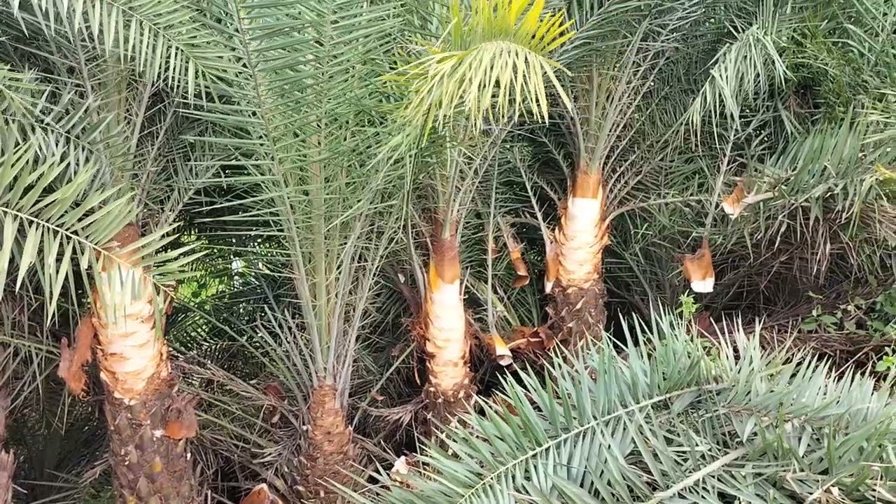 ఈత చెట్టు కల్లు కోసం చేట్టును కోయడం కోత |plam tree|GOUDS|INDIA|Telugu ...