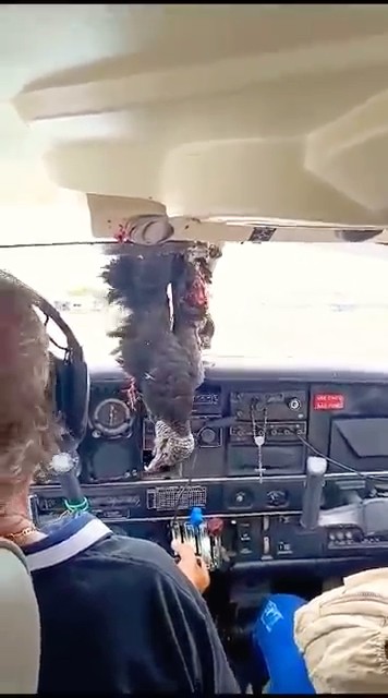 Bird Strike!!😮😮#bird #cockpit #aviation #viralvideo - YouTube