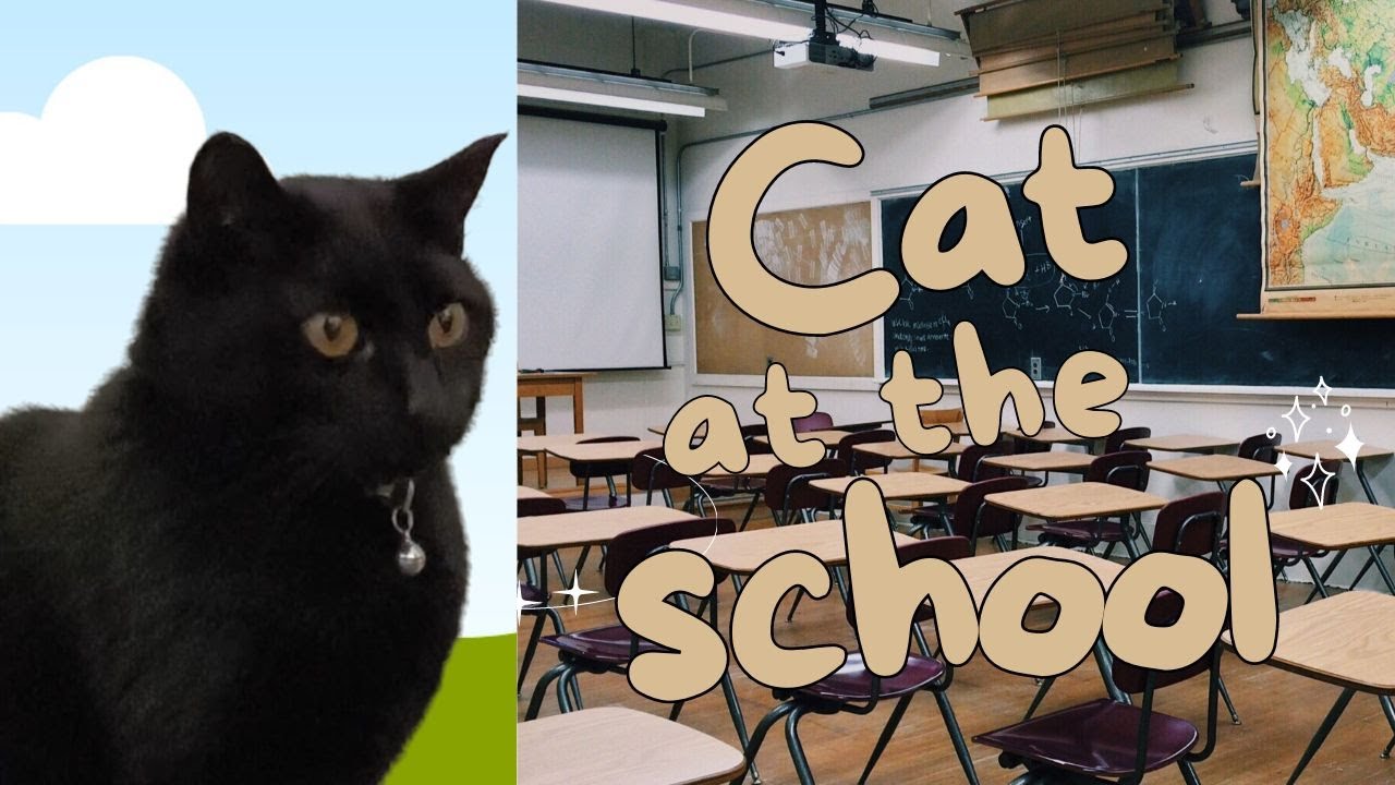 Cat's Full Day At School | MEME VIDEO - YouTube