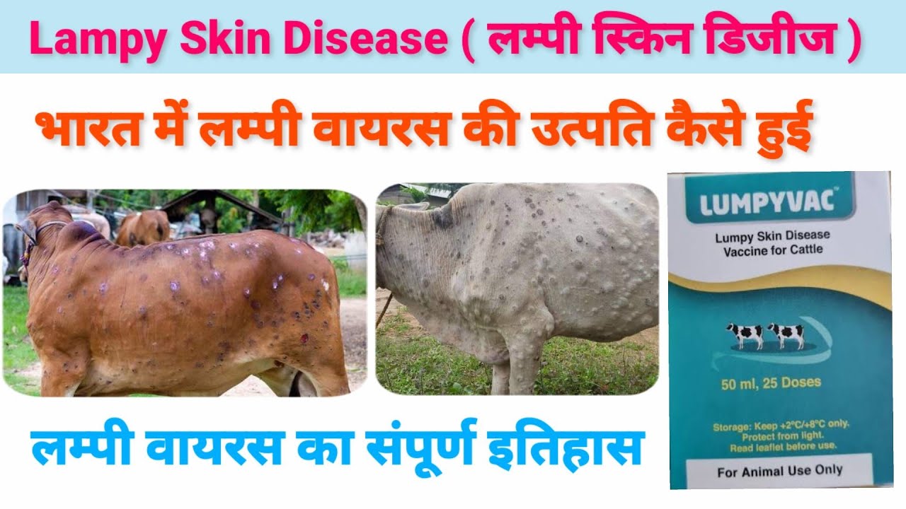lumpy Skin Disease ( LSD ) | लम्पी वायरस का सम्पूर्ण इतिहास सरल भाषा मे ...