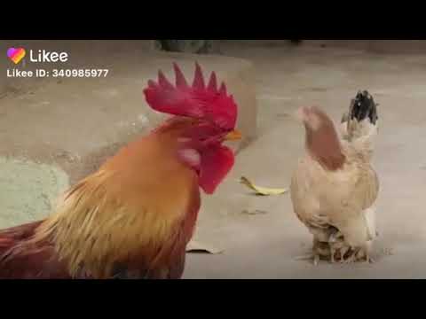 Shakati new jik hariyanvi(1)