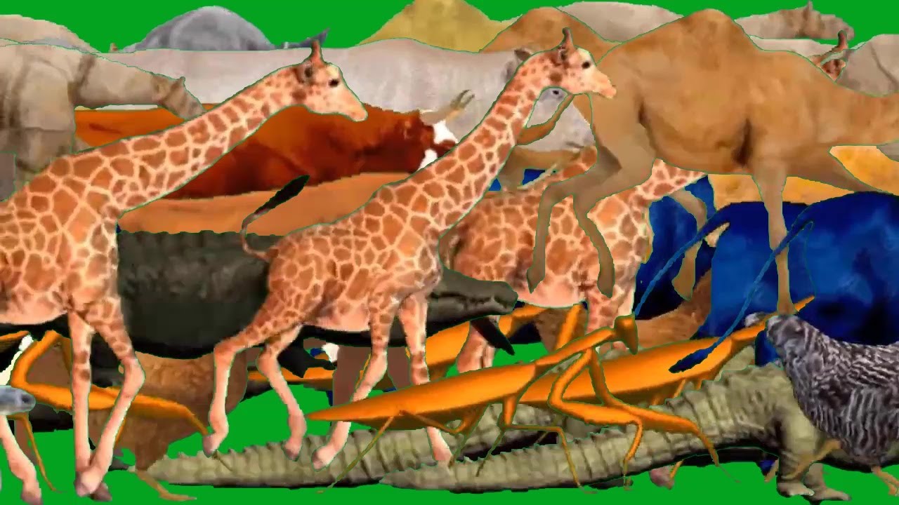 Animals Stampede Running Green Screen Blue Screen Black Screen Best HD ...