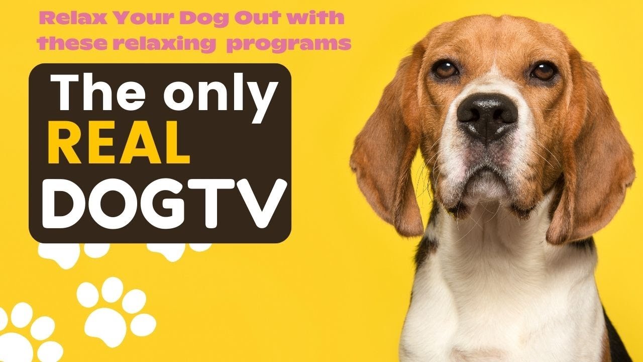 The only REAL DOGTV! Relax Your Dog Out with these relaxing programs - YouTube