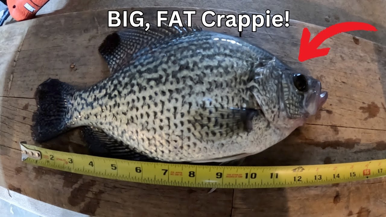 A Simple Way To Catch BLACK CRAPPIE!!! #crappiefishing #fishing # ...
