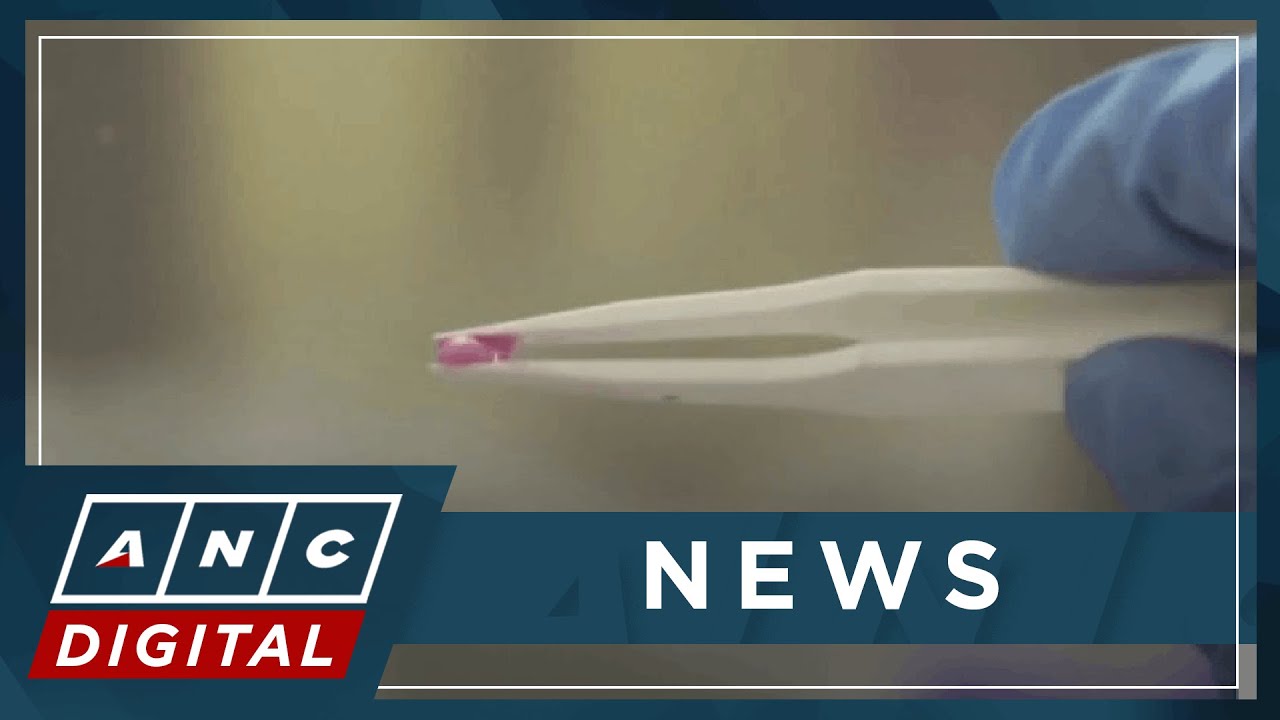 South Korean scientists create lab-grown 'beef rice' | ANC - YouTube