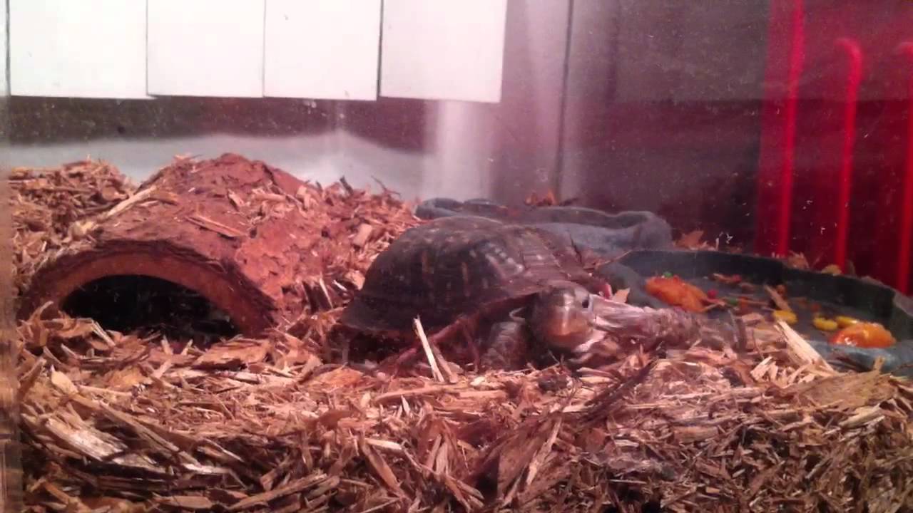 Turtle chasing its tail - YouTube