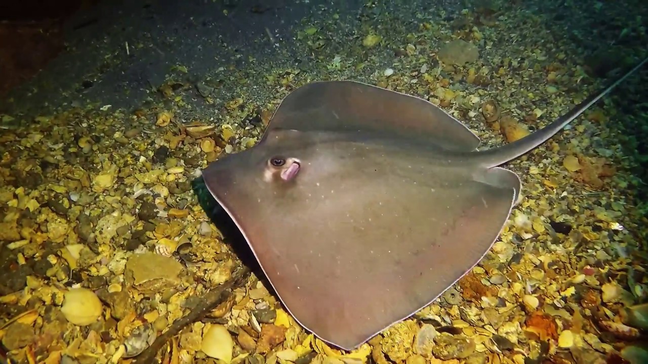 Spar Wreck Dive August 2017 - YouTube