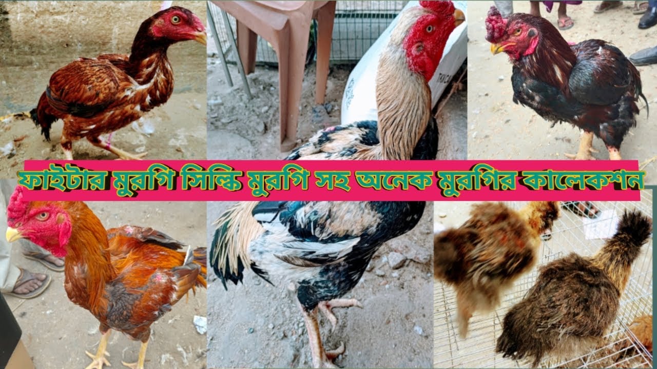 সিল্কি মুরগি ফাইটার মুরগির কালেকশন |সস্তায় পাবেন গুলিস্তান কাপ্তান ...