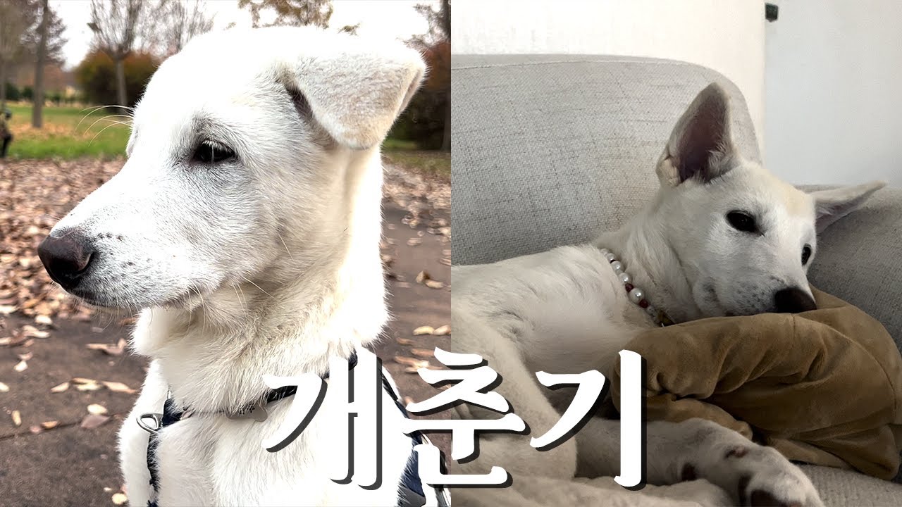 블루베리굿 | 사춘기보다 무서운 개춘기 | 아기진돗개에서 개춘기로, 진돗개 키우기, 아기 진돗개 성장과정, 진도견, JINDO ...