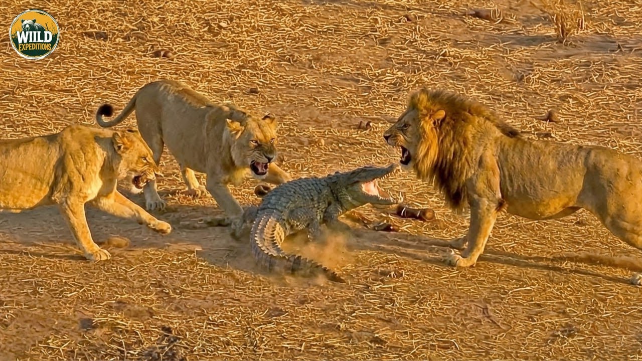 African Savanna: Apex Predators Hunt & Survive - YouTube