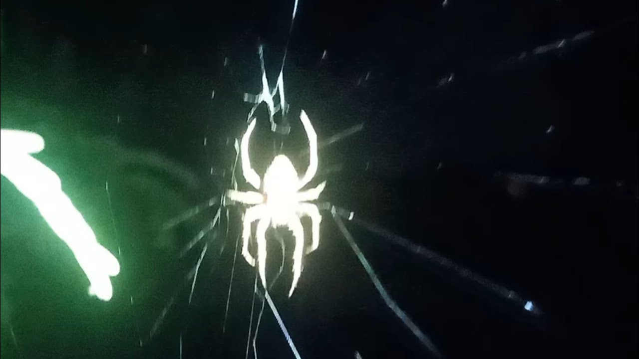 GAGAMBANG FIGHTER#gagambafight#gagamba#spider#ma'am Liza channel - YouTube