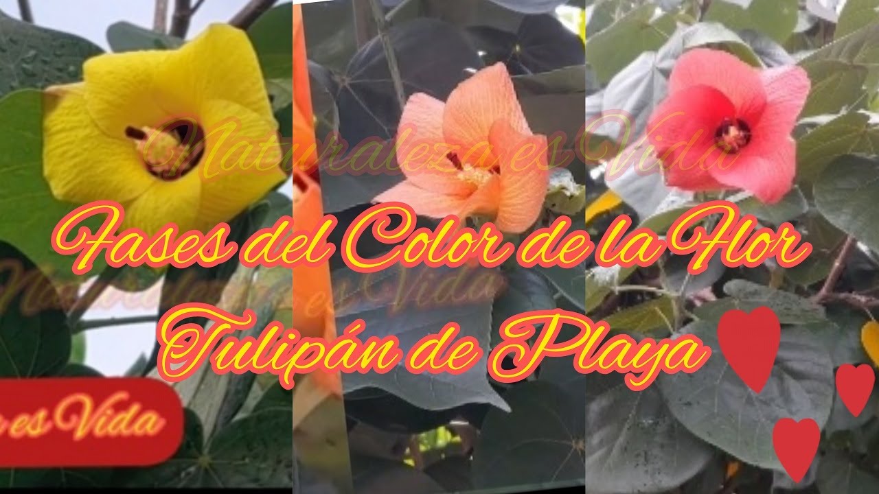 CAMBIO Del COLOR De La FLOR 🌺 "TULIPÁN DE PLAYA" | FLOR DEL ÁRBOL DE ...