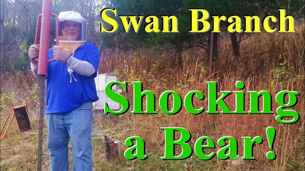 Keep that BEAR away from our HONEY bees! - YouTube