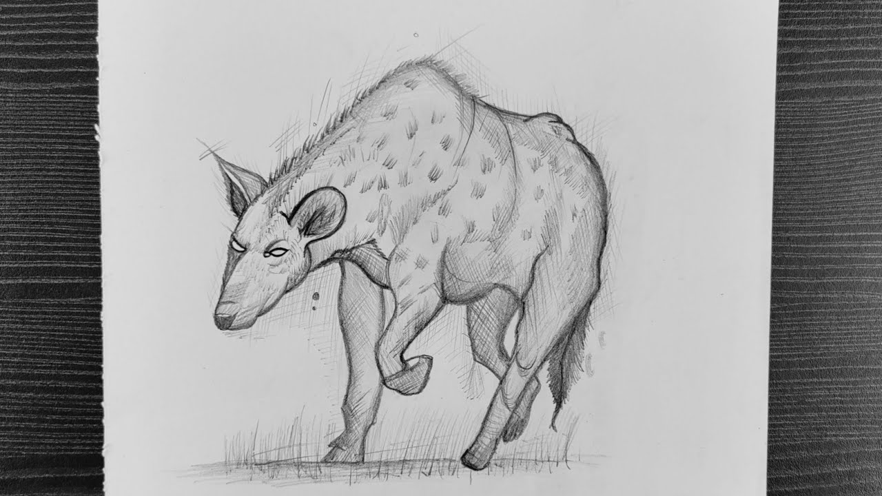 Hyena Drawing Easy // How To Draw Hyena Step By Step // Easy Drawing ...