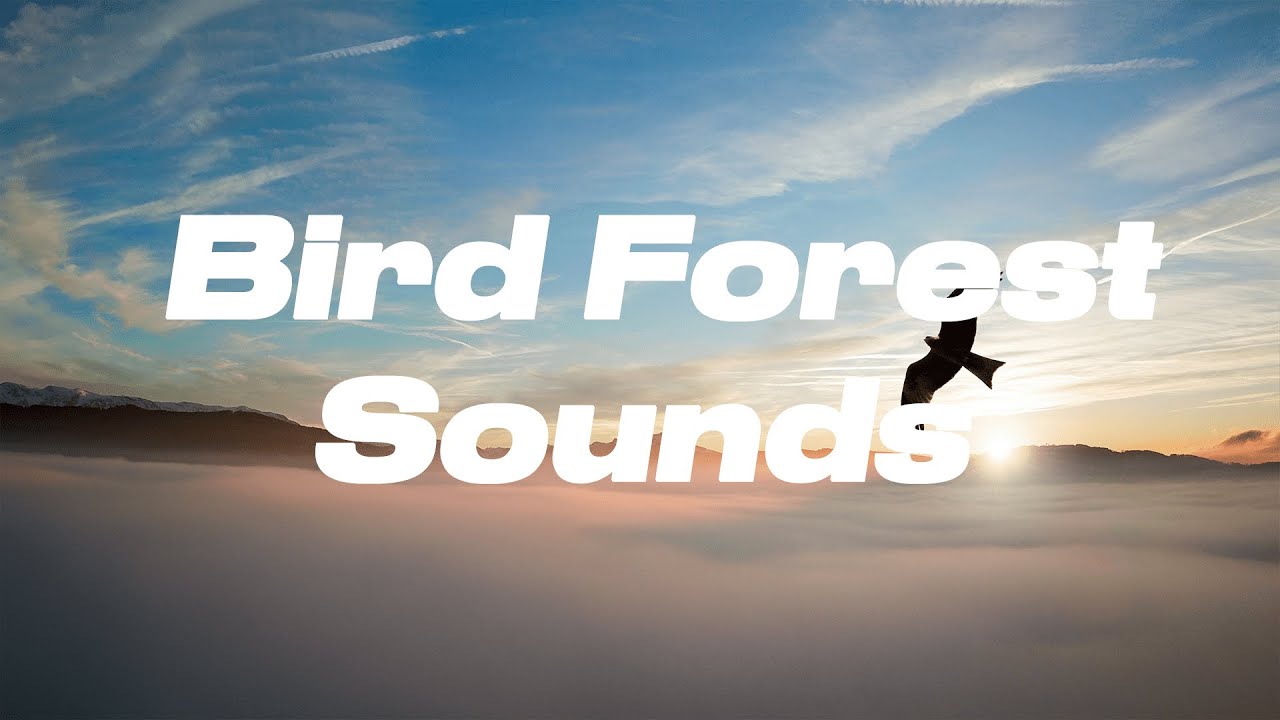10 Minute Bird Forest Sounds | Relax Birds Sounds 2022 - YouTube