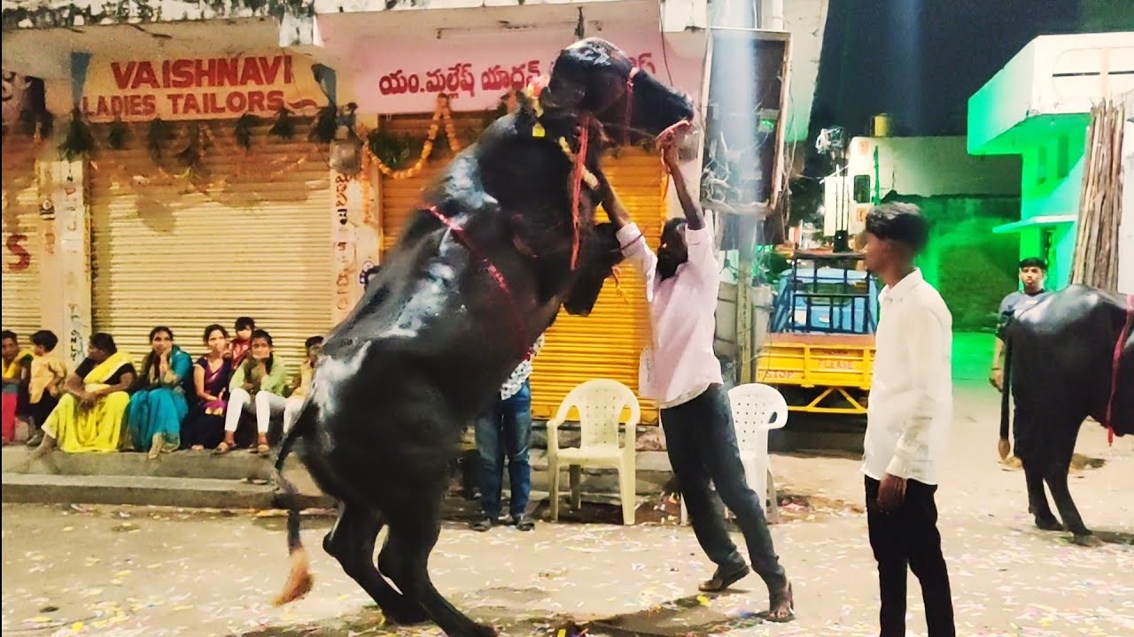 Saidabad Sadar Big Bull Lifting 2021 | Saidabad Sadar 2021 - YouTube