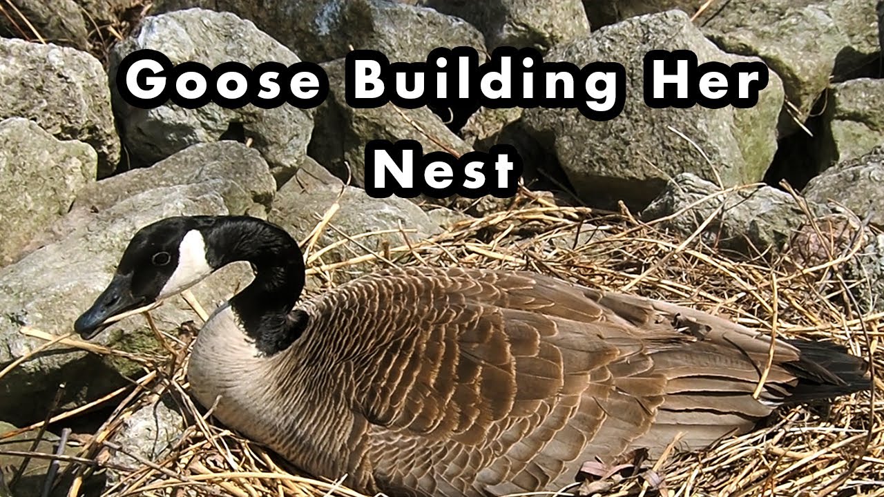 Canada Goose Building Her Nest - YouTube