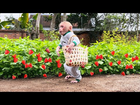 Super monkey Bibi harvests strawberries to surprise Mom!