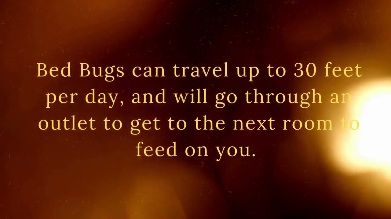 Enviro Heat Bed Bug Extermination Bed Bug Facts YouTube Enviro Heat Bed Bug Extermination Bed Bug Facts YouTube