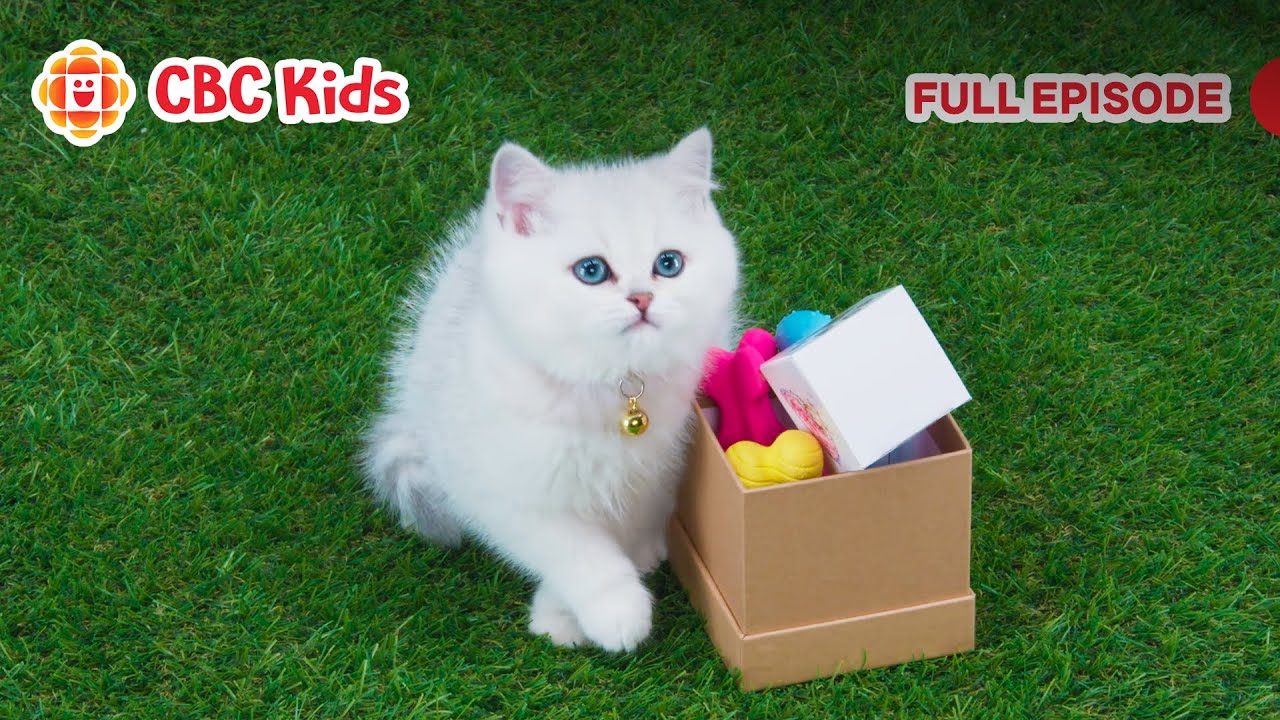 Mittens & Pants | Kitten Care Package | CBC Kids - YouTube