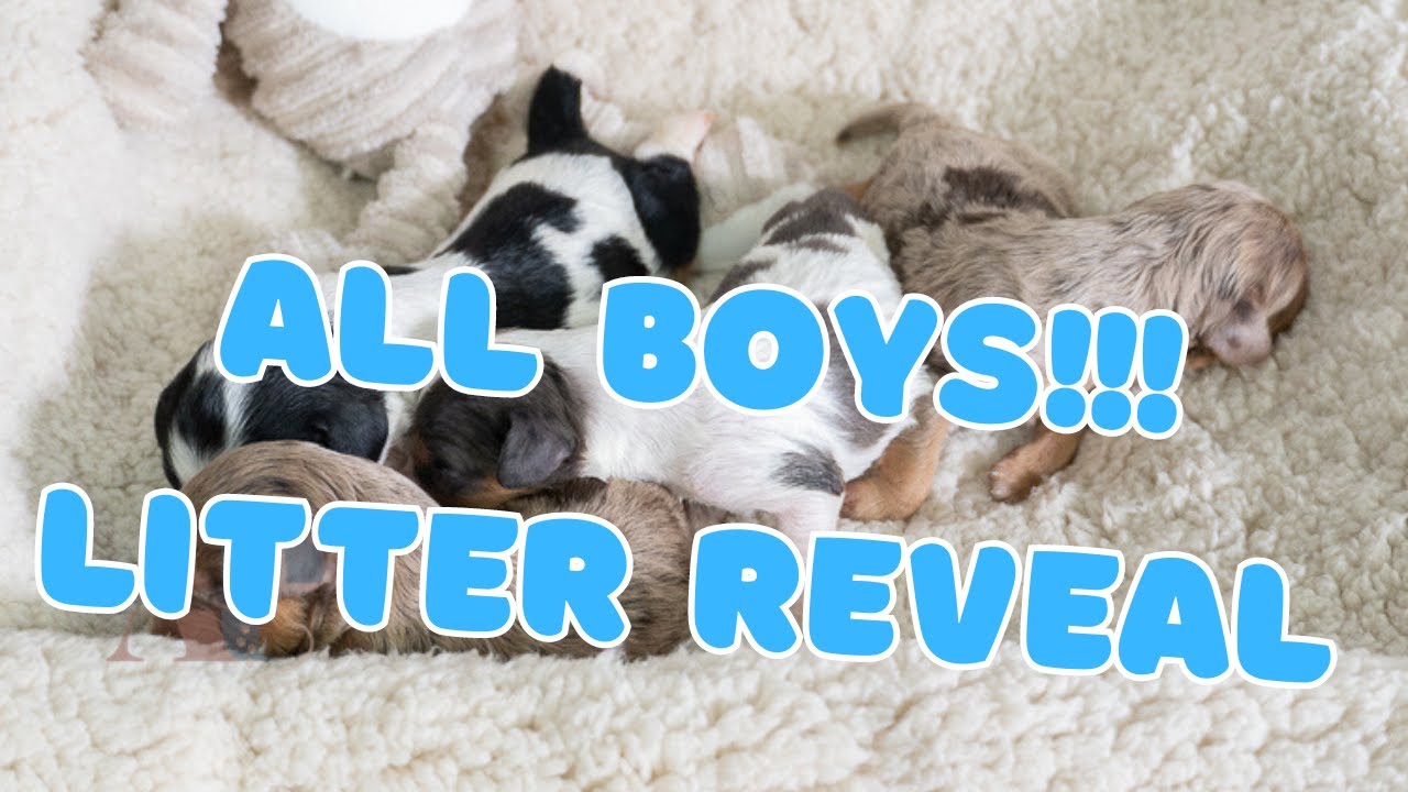 They're All Boys! | Jarita's F1 Cavapoo Litter Intro - YouTube