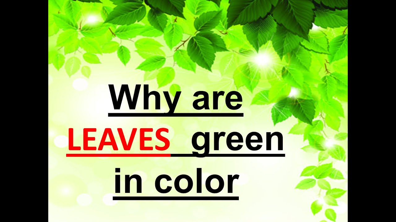 Why Are Leaves Green? - YouTube