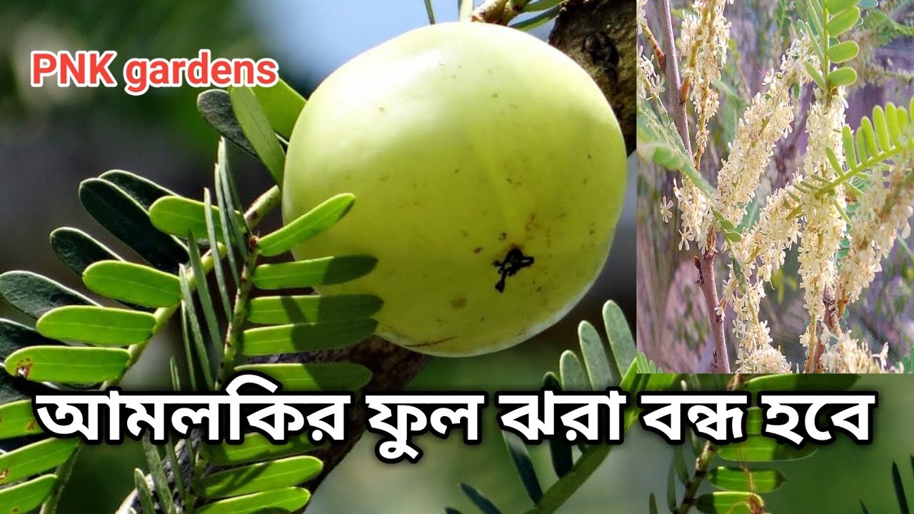 How to stop flowering of amla tree/ আমলকি গাছের ফুল ঝরা বন্ধ হবে/আমলকি ...