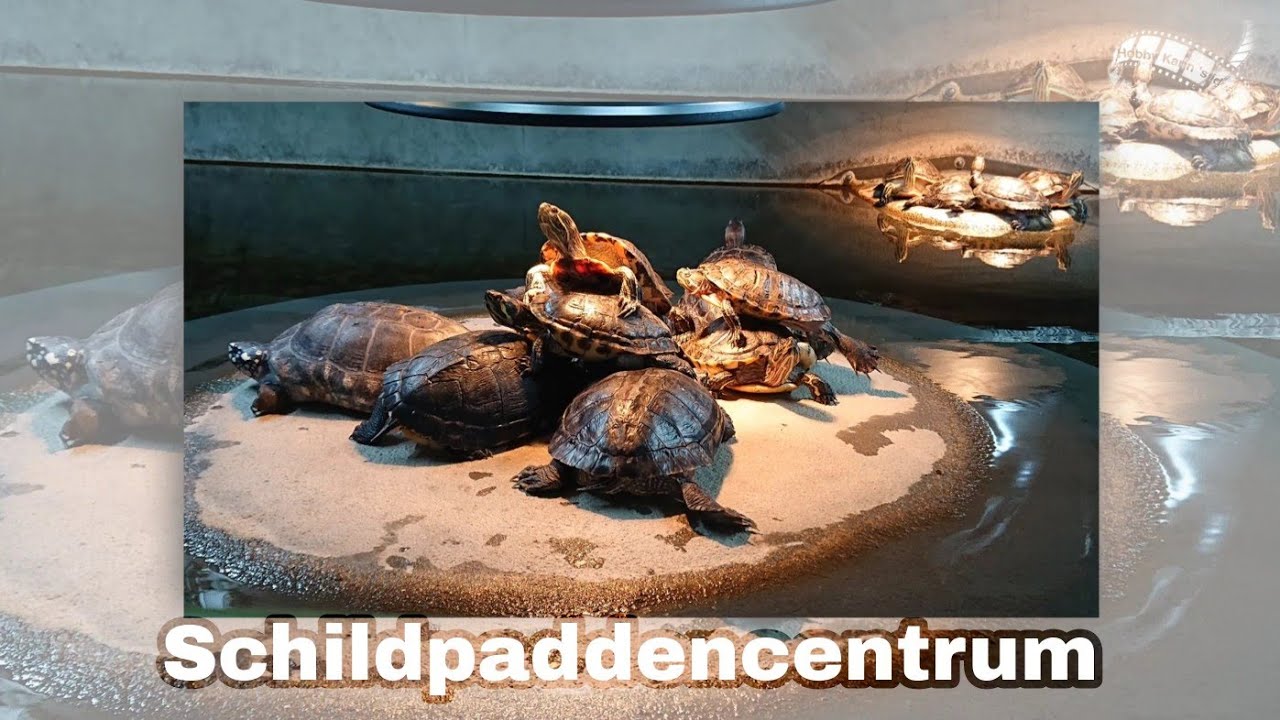 #Schildpaddencentrum vlog Wat te doen in Zuid-Holland? # ...