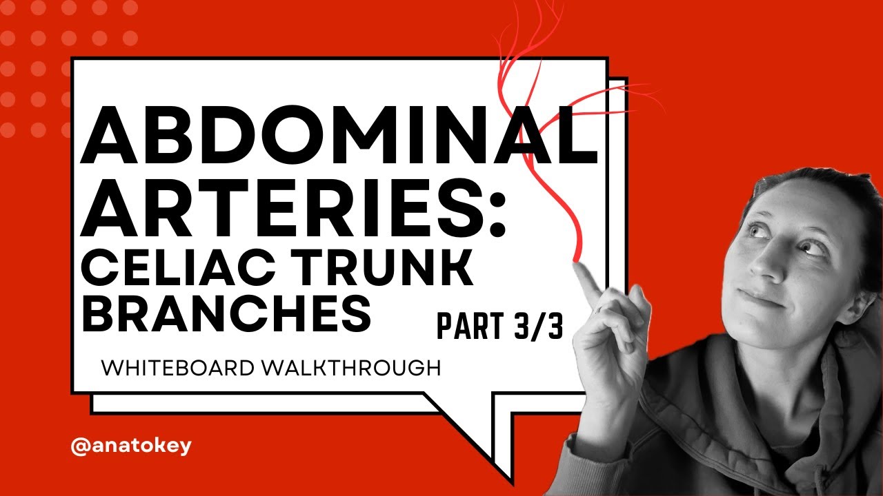Abdominal Arteries: Celiac Trunk (3/3): Specific Branches - YouTube