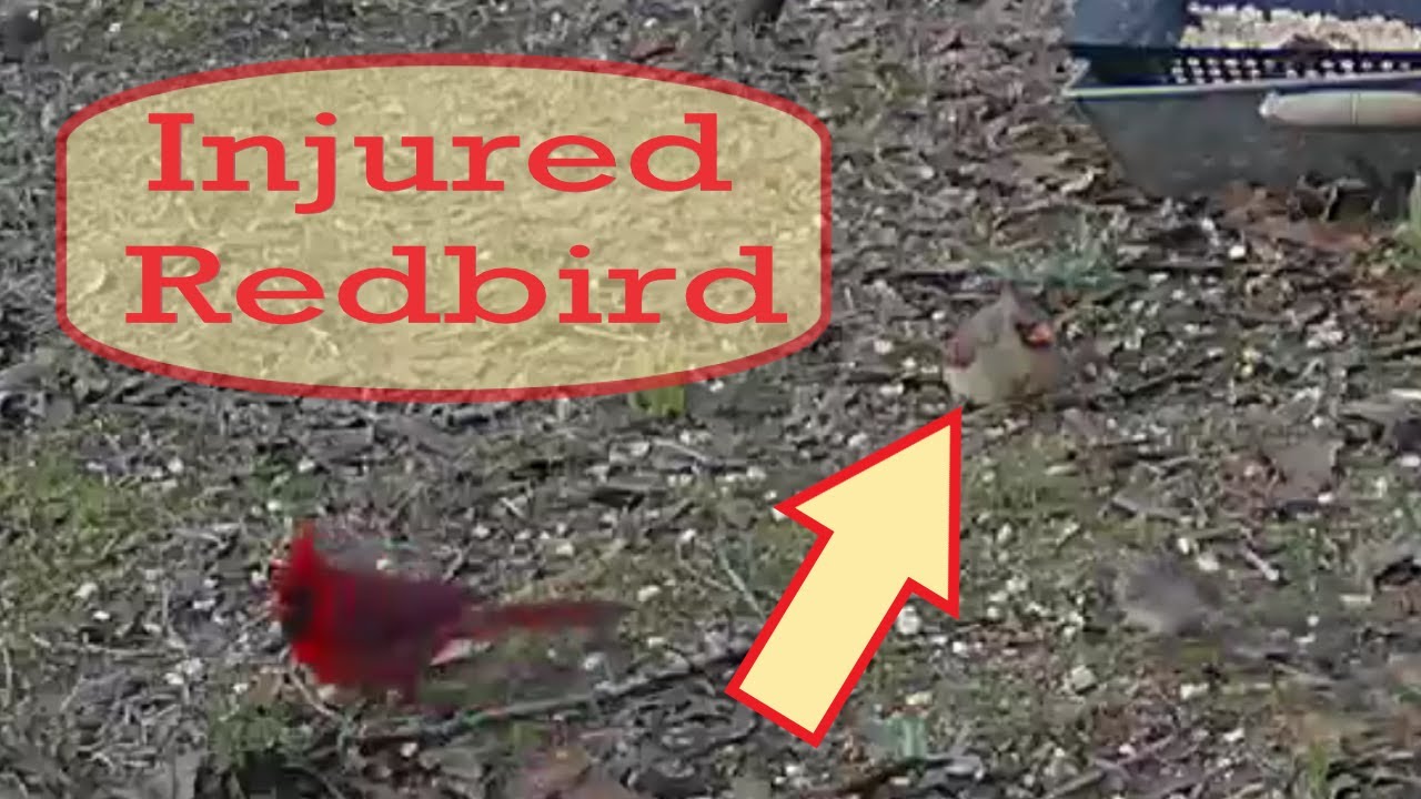 Winter Birds Foraging Injured Cardinal Redbird SC Wildlife Live TV Bird ...