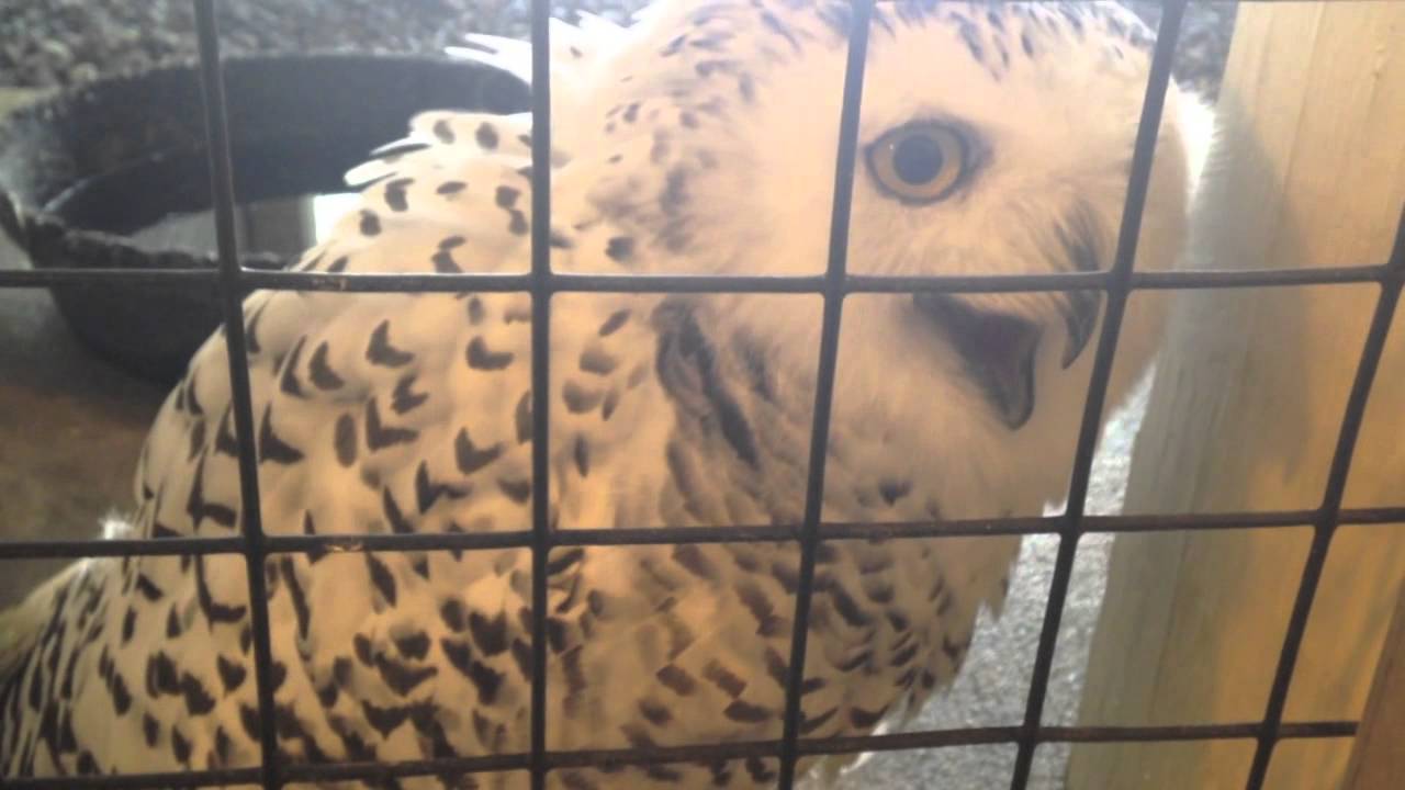 NYS Zoo at Thompson Park owls - Watertown Daily Times - YouTube