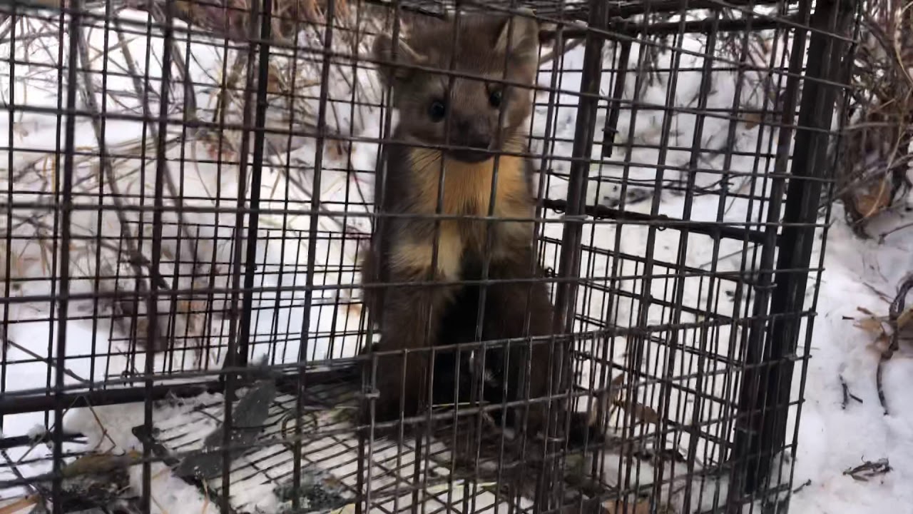 Pine marten Colorado - YouTube