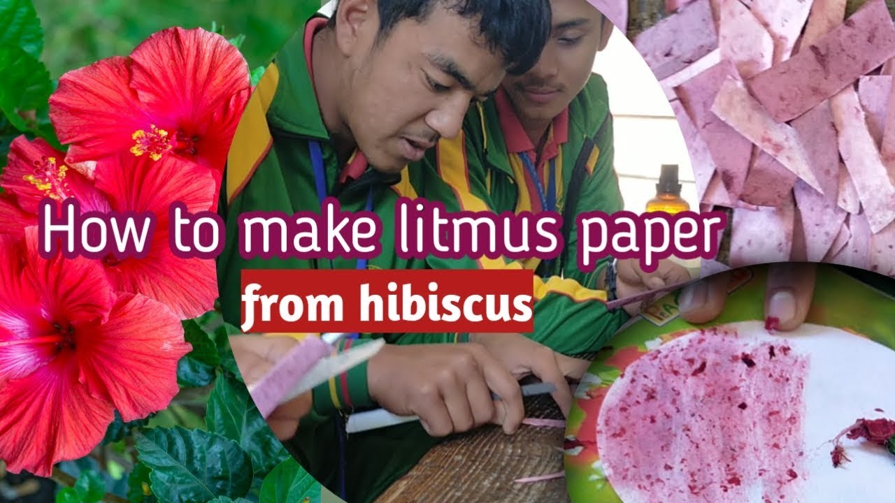 How To Make Red Litmus Paper From Flowers With Experiment YouTube how-to-make-red-litmus-paper-from-flowers-with-experiment-youtube